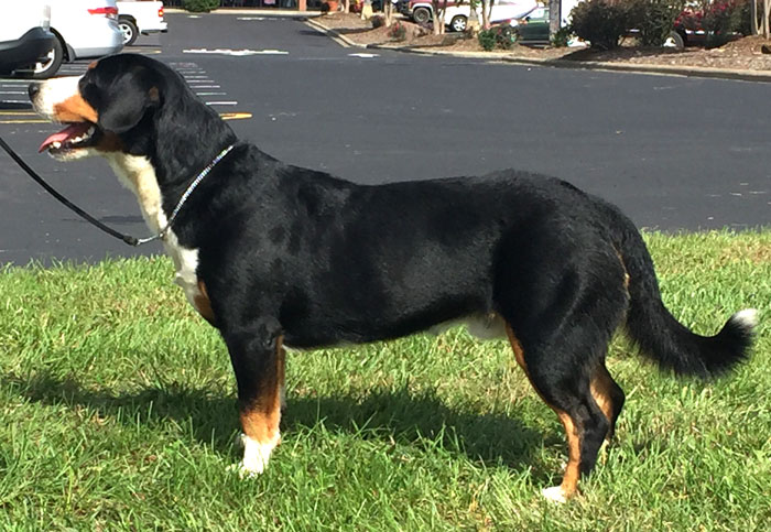 BRONCO - Chagall From Balihara Ranch CGC (Am CH ptd) - Stud Dog at ...